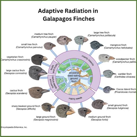 Speciation An Important Evolutionary Process Clearias