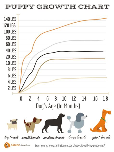 Labrador Height Chart Cm At Marianne Coleman Blog