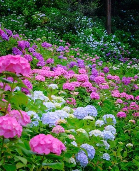 绣球花海漫无边丽影悠然入画笺 的花海 花海中 生活