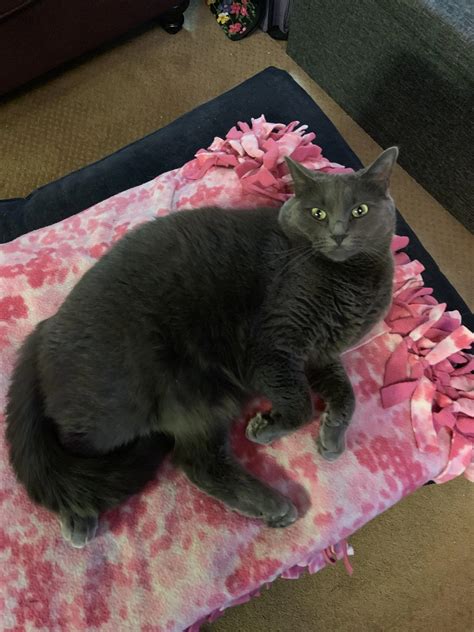 Misty Has Thick Floofy Fur Scrolller