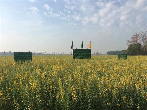 ကြို့ပင်ကောက်မြို့တွင် မြေဆီလွှာ ဖွံ့ဖြိုးတိုးတက်ရေးကို အထောက်အကူပြုနိုင်သော ပိုက်ဆံလျော်မ