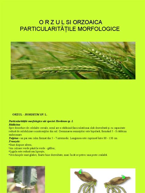 Lp Orzul Si Orzoaica Pdf