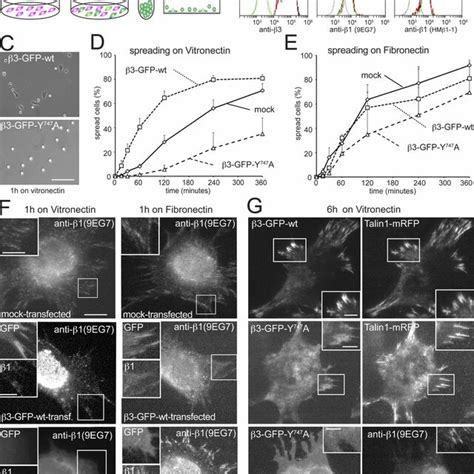 Differential Cell Spreading By High Affinity Talin Binding Download Scientific Diagram