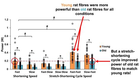 Can The Stretch Shortening Cycle Effect Preserve Muscle Performance In