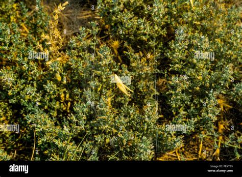 A Grasshopper Caught In A Funnel Web Spiders Web An The San Luis
