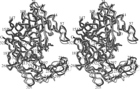 Stereo Diagram Of The Polypeptide Backbone Fold For The Saps From