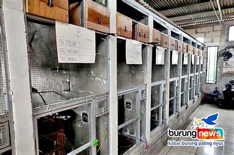 PADEPOKAN DJOJO BF SURABAYA Penangkar Resmi Murai Batu Ring APBN