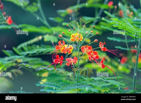 National Orchid Garden Singapore Botanic Gardens Singapore Stock Photo Alamy