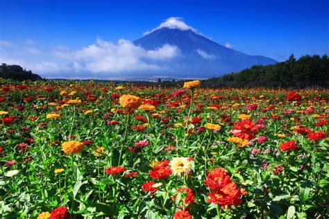 令和5年9月の富士22 花の都公園百日草と富士 富士への散歩道 撮影記
