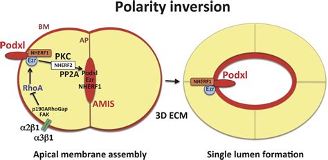 Outside In Inversion Of Cell Polarity Controls Epithelial Lumen