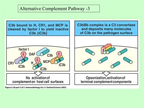 Ppt 1 Complement System 2 Antigen Specific Receptors Powerpoint