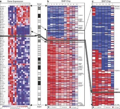 Combined Single Nucleotide Polymorphism Based Genomic Mapping And Global Gene Expression