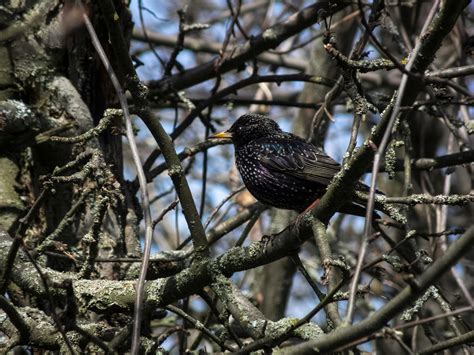 Sturnus Vulgaris 가벼운 고립된 새 고요한 근접 촬영 깃털 날개 노란 부리 노래하는 새 녹색 배경