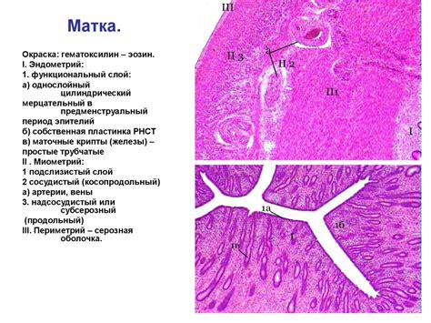 Морфология органов женской половой системы - online presentation