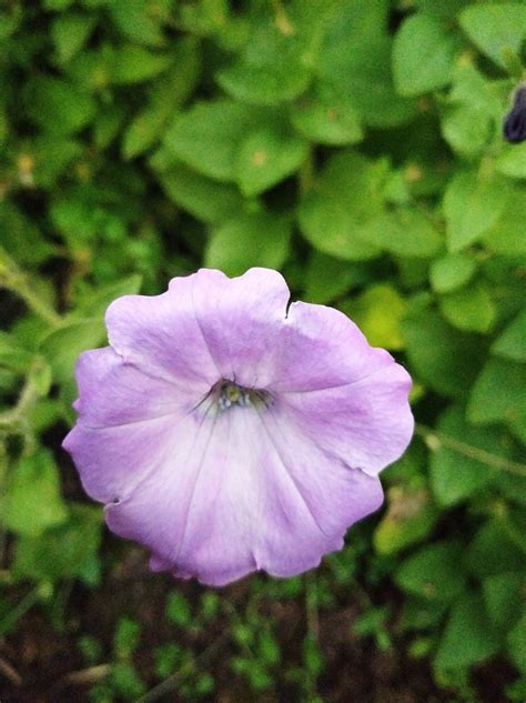 Petunia Nature Flower - Free photo on Pixabay - Pixabay