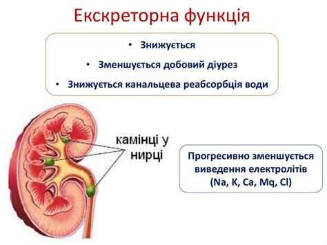 Особливості системи виділення в людей різних вікових періодів Лекція