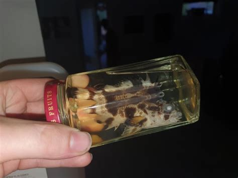 my first ever attempt r wetspecimens