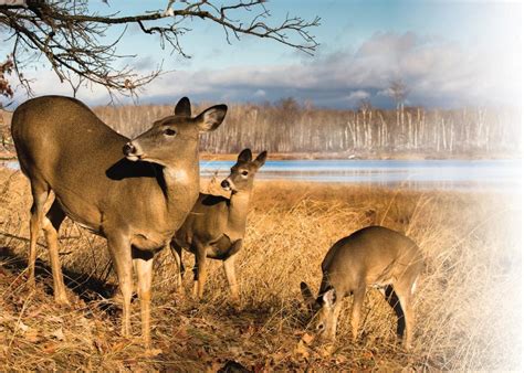 The Fate Of Fawns Deer And Deer Hunting Everand