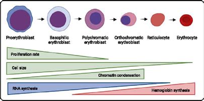 Scielo Brasil Macrophages Key Players In Erythrocyte Turnover
