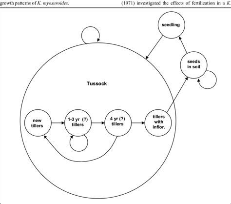 Generalized Life Cycle Diagram For Kobresia Simpliciuscula Download