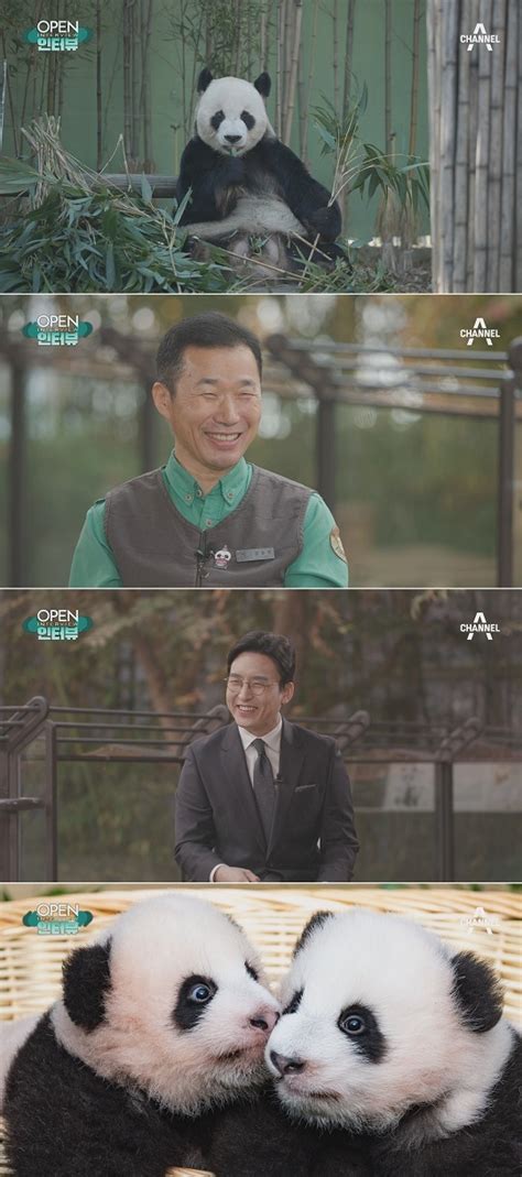 ‘오픈 인터뷰 ‘푸바오 할아버지 강철원 사육사의 대 예언 “2026년 푸바오 동생 또 본다”