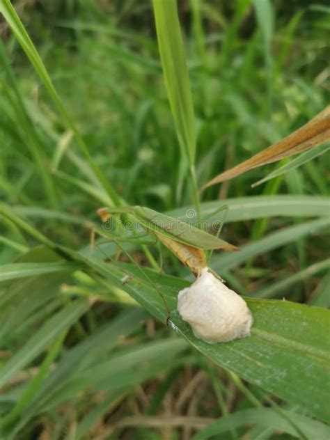 Praying Mantis Female Laying Egg Sacs On The Blade Of Grass Stock Image