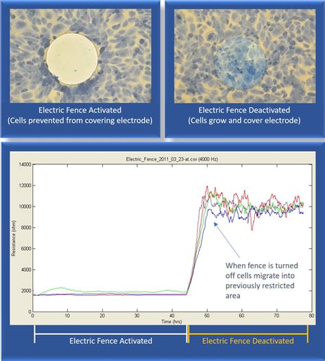 Cell Migrationwound Healing With Ecis Applied Biophysics