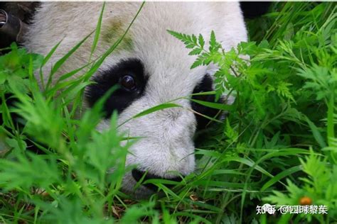 大熊猫珍珍（高高和白云的女儿） 知乎