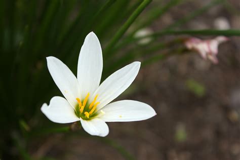 タマスダレ 玉簾 お花の写真集