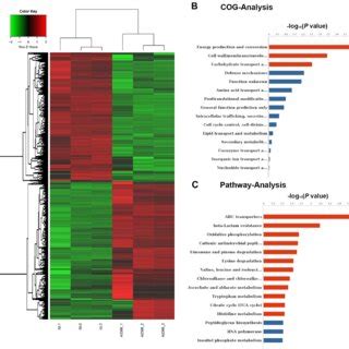 Transcriptomic Analysis For Differentially Expressed Genes A Heat Map Download Scientific
