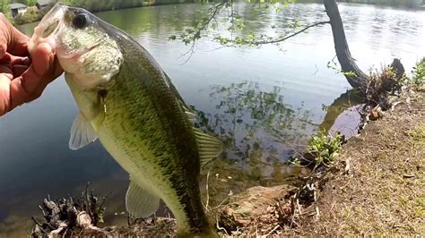 Full Day Of Bed Fishing Spawning Bass Youtube