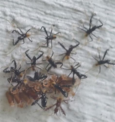 True Bug 1st Instar Identification Needed Bugguidenet