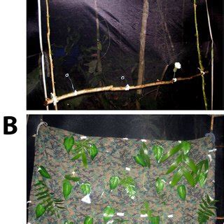 Experimental Set Up A Trellis Used To Position The Artificial Download Scientific Diagram