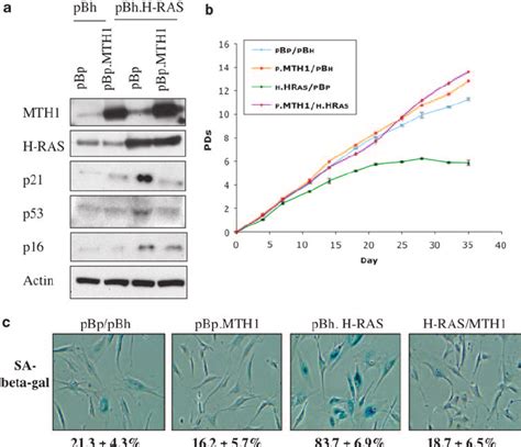 Mth1 Overexpression Prevents Oncogenic Ras Induced Senescence Bj Cells