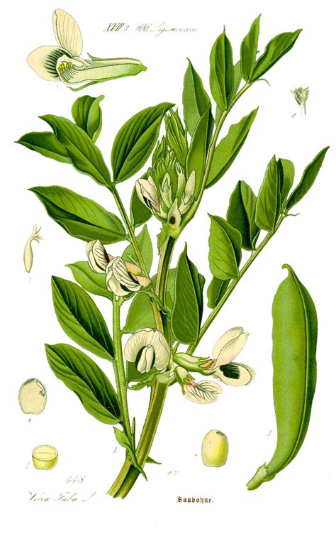 Fava Fava Fava Root Simple