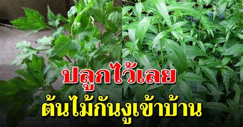10 ต้นไม้กันงู คนกลัวควรรีบหามาปลูกไว้ที่บ้าน Sit