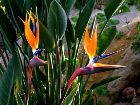 Bird Of Paradise Plant Growing And Caring For The Strelitzia Nicolai