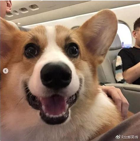 國民老公王思聰 陳雅婷疑似戀情曝光，網友：終於不再是網紅了！ 每日頭條