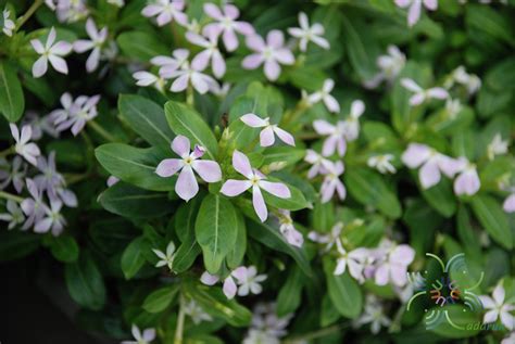 แพงพวยแคระ Catharanthus Roseus L Gdon ข้อมูลพันธุ์ไม้