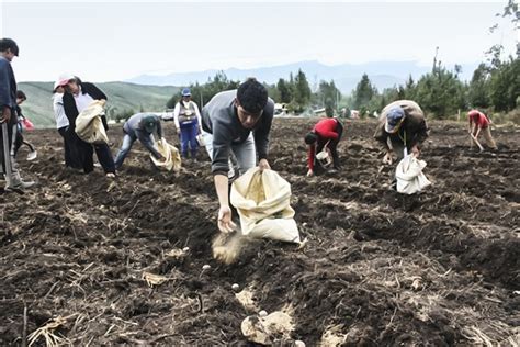 Ponen En Marcha Estrategia De Fertilización De Cultivos Noticias
