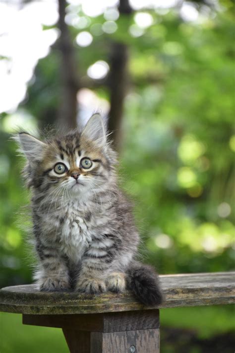 Purebred Siberian Kittens Cats And Kittens For Rehoming St