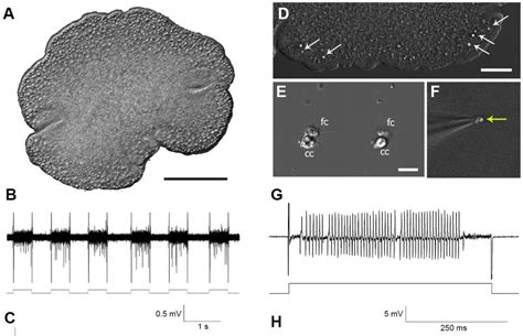 Class Calcarea Diagram