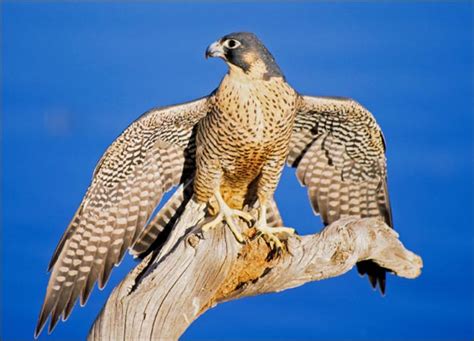 Falcon Info And Photos The Wildlife