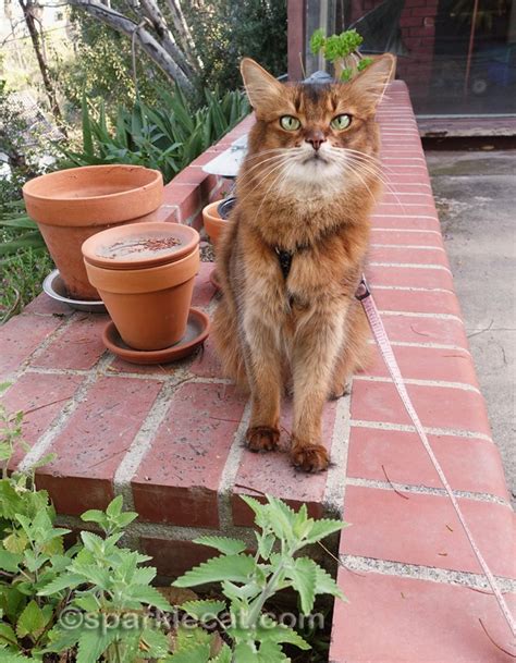 Pruning My Catnip Garden Summer S Fabulous Cat Life