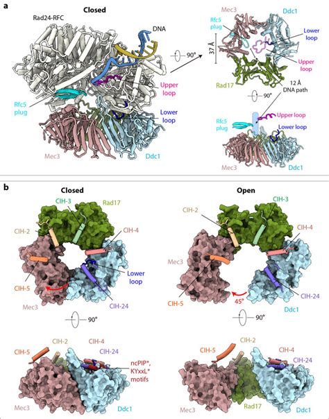 Interaction Between Rad24 Rfc And The 9 1 1 Clamp In The Closed And Download Scientific Diagram