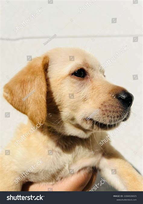 Cute Labrador Puppy Side Pose Stock Photo 2266026025 Shutterstock