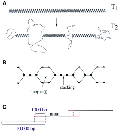 Schematic Representation Of The Helix Coil Model A With Increasing