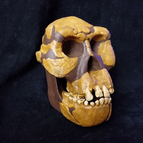 Australopithecus Afarensis Skull Replica Al 444 Life Size Replica