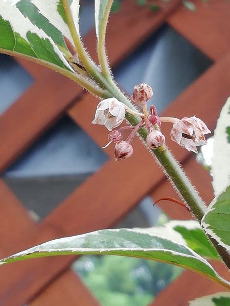ヤブコウジの写真 みんなの趣味の園芸 id 1148602