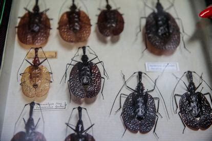 Los museos de ciencias naturales no dan abasto tres científicas de Madrid tocan a millones